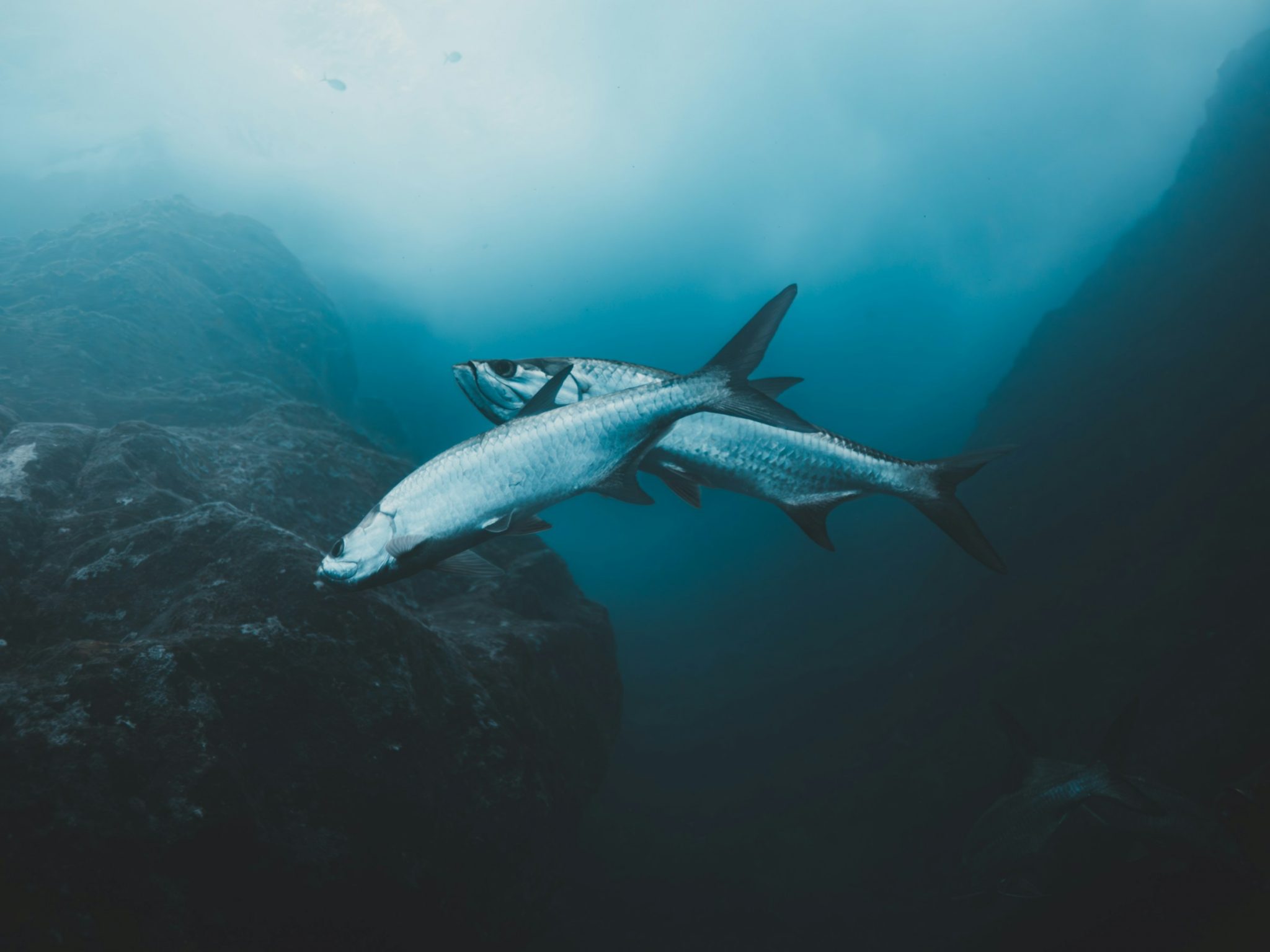Kayak Fishing Tampa Bay: Best Spots, Seasons, and Tactics for Inshore ...